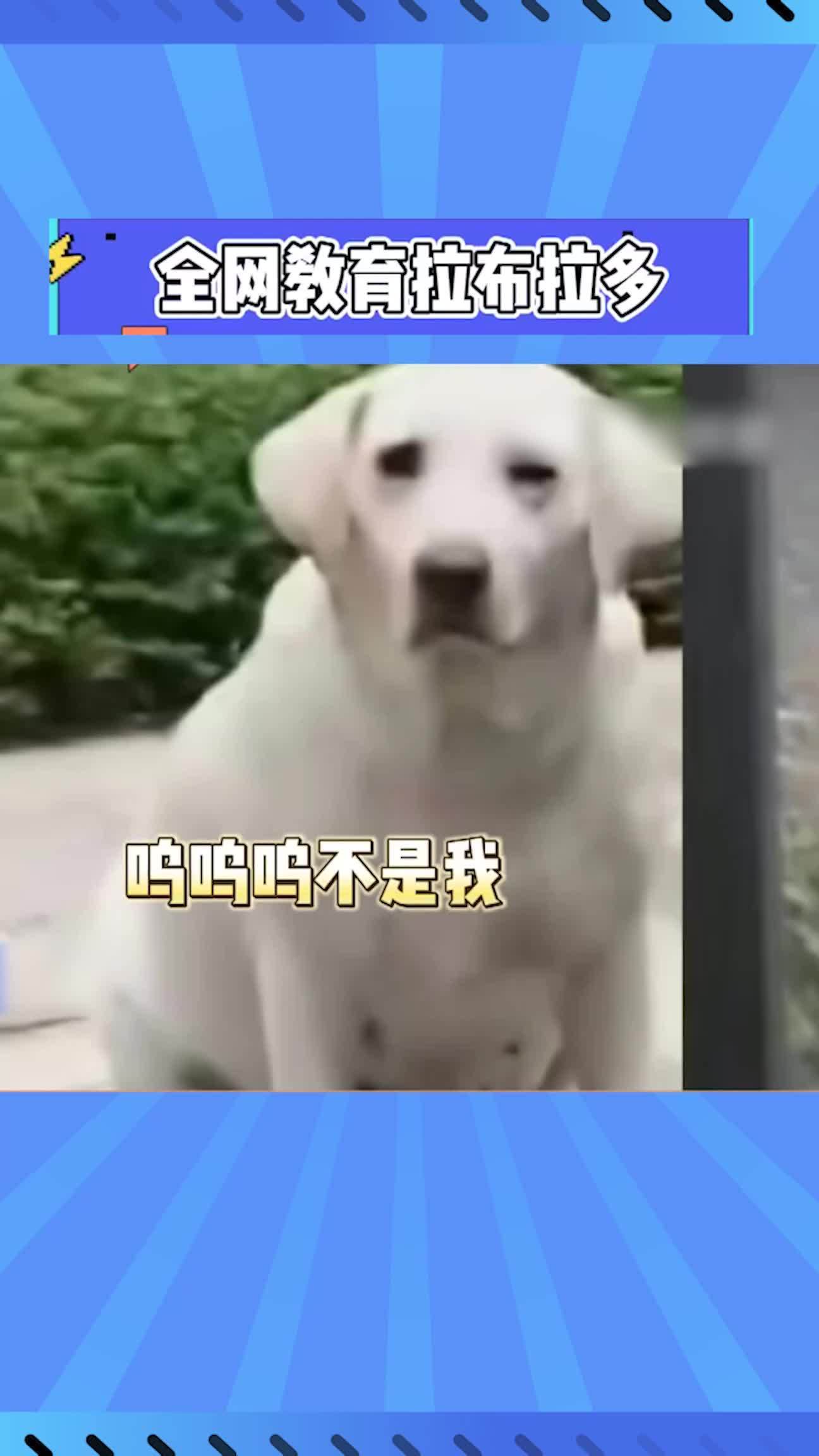 全网开展安全教育,狗界第一批受害者出现