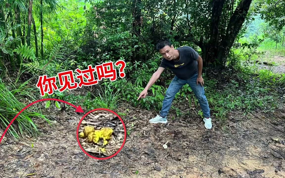 板栗树下发现的“奇怪”蘑菇,活了36岁第一次见,您认识吗?