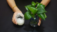让家里植物越长越茂盛的3个小方法,简单又实用,试试吧