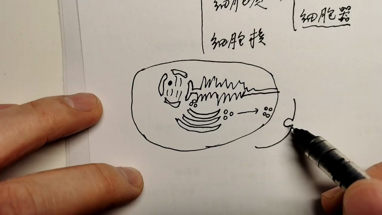 高中生物一轮复习必修一1.10.细胞器1