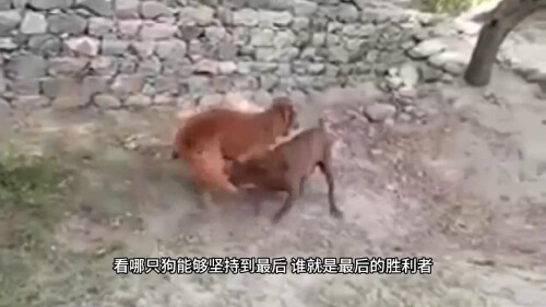 这只斗狗太会撒娇简直要命!动物世界精彩瞬间,萌化你的心瞬间爆表