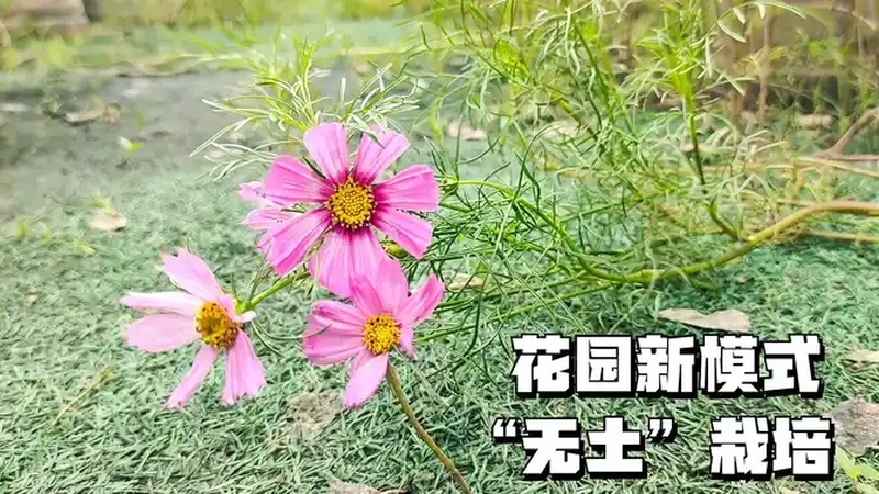 花园还用传统的模式种花?不妨试一下"无土"栽培,干净又美观