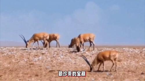 中国十大珍稀动物有哪些?你知道多少?来了解一下