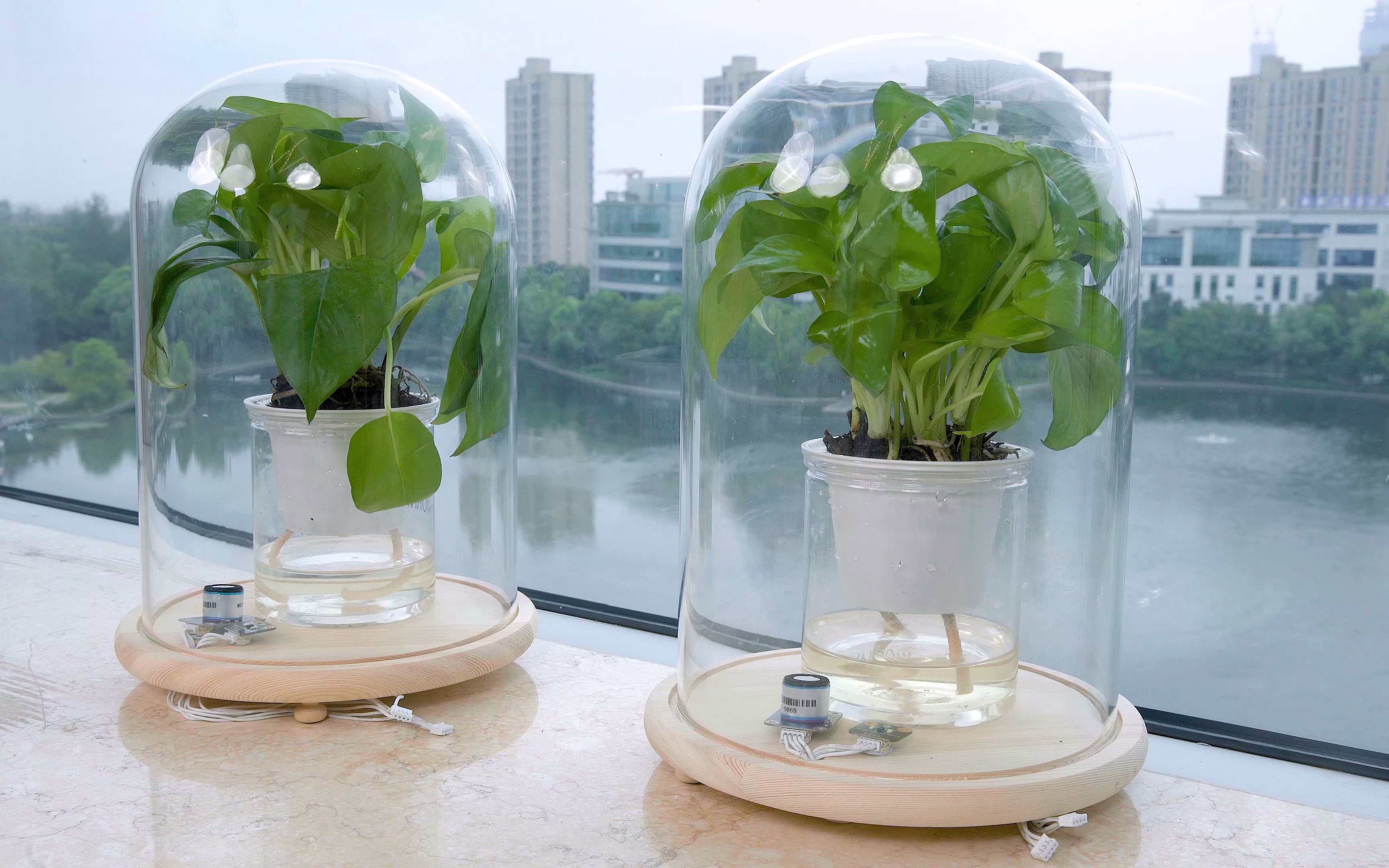光合作用实验-光对植物的光合作用有什么作用?