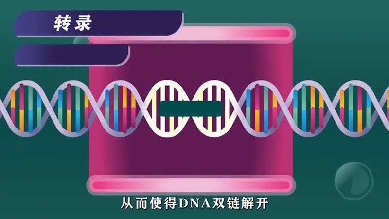 科学遗传信息的转录和翻译