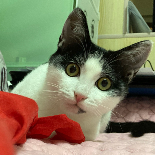 熊猫不带刀 