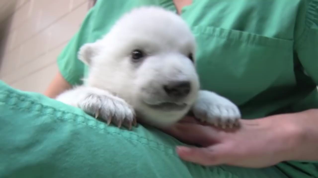 【白熊】小北极熊Nora 慢慢长大的熊宝宝