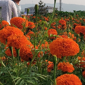 梁大51307 