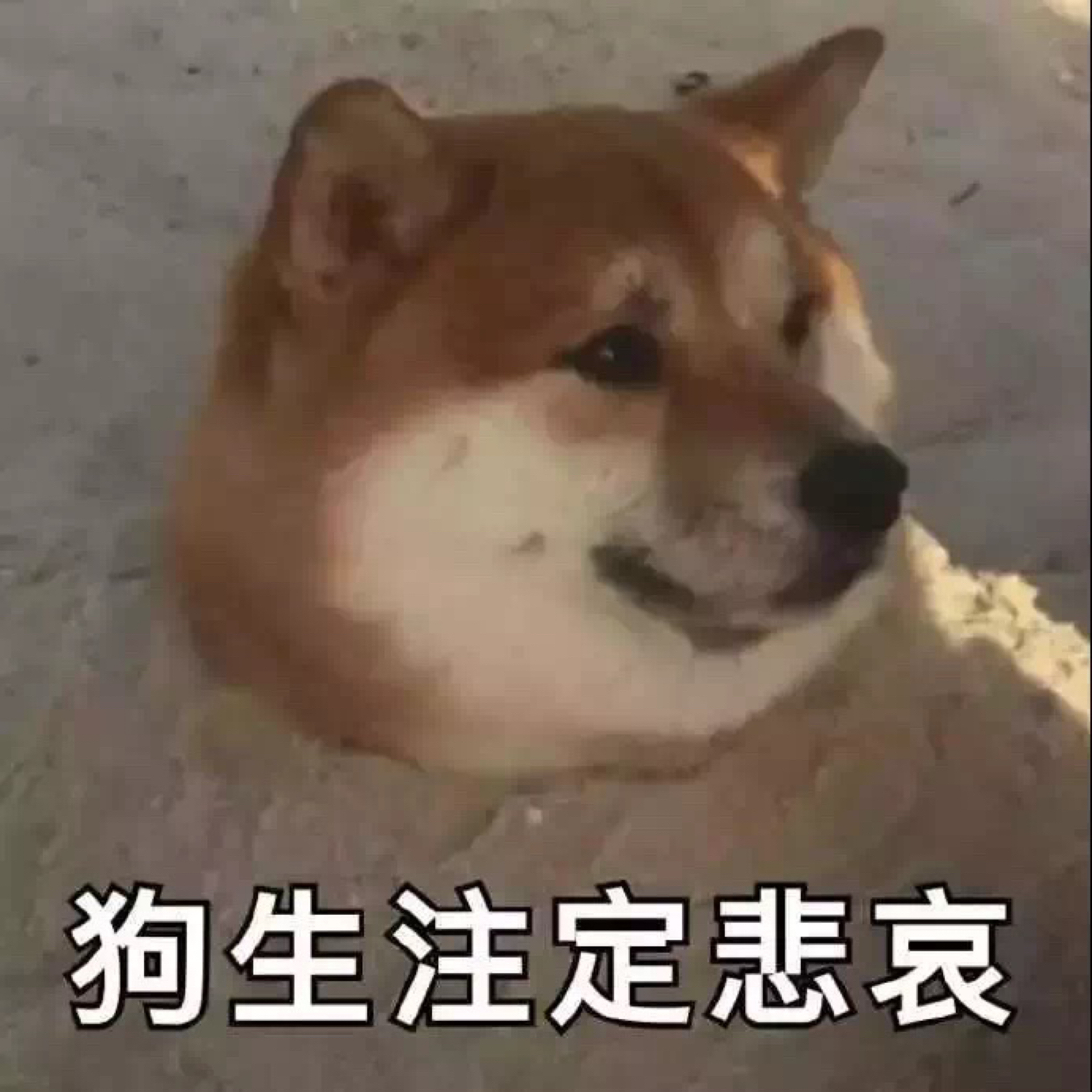 老乡开下门阿 