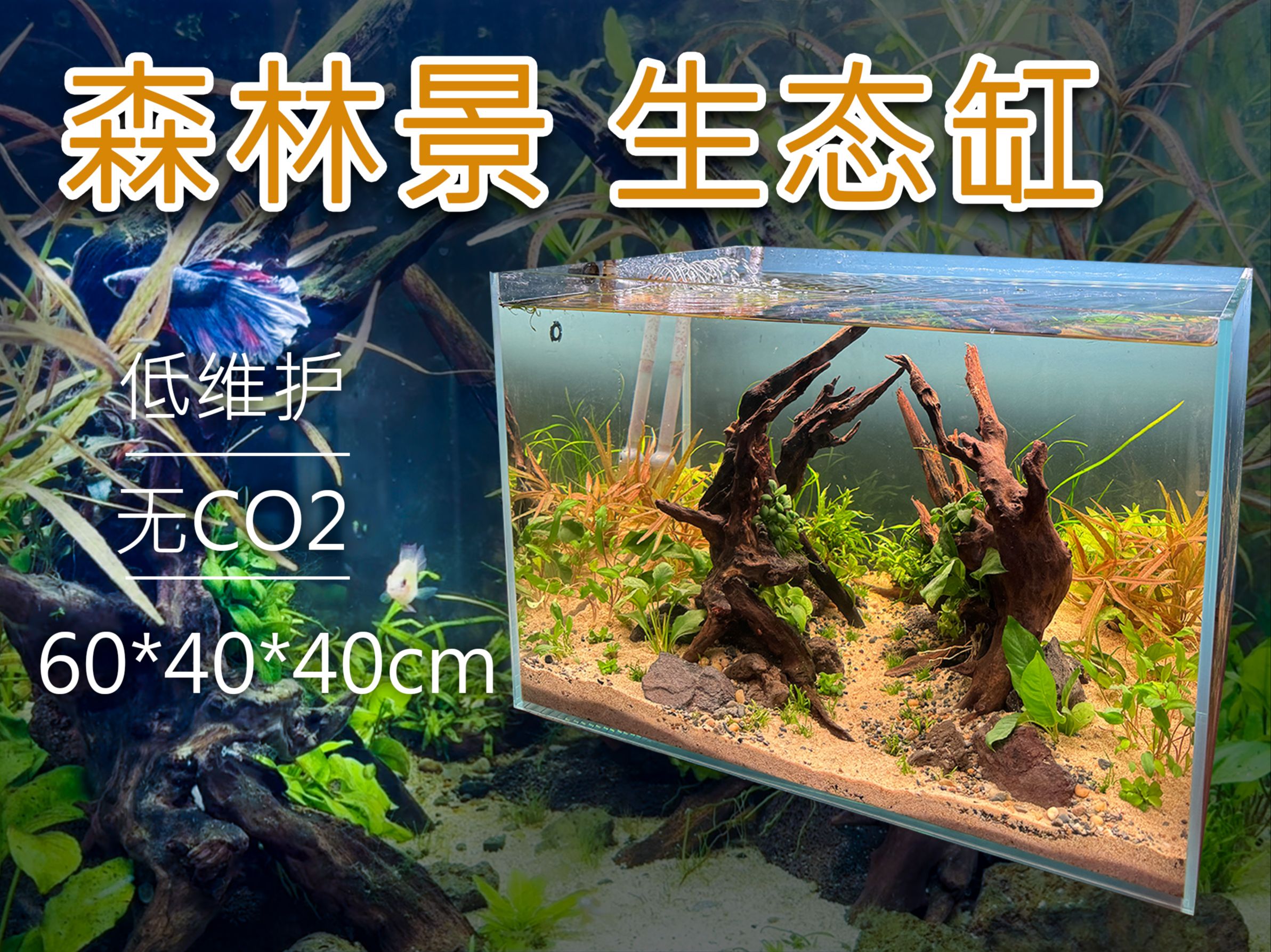 森林景生态缸造景过程,无碳半个月后状态
