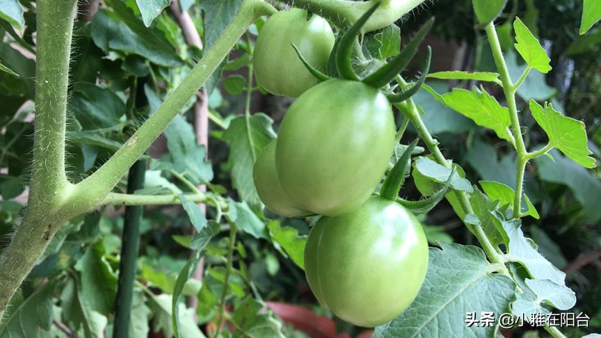 夏季养盆栽小番茄，只用一招，一棵挂果几十个上百个