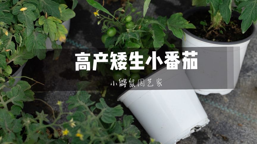 可以盆栽的矮生的小番茄，又甜又高产，阳台也能养