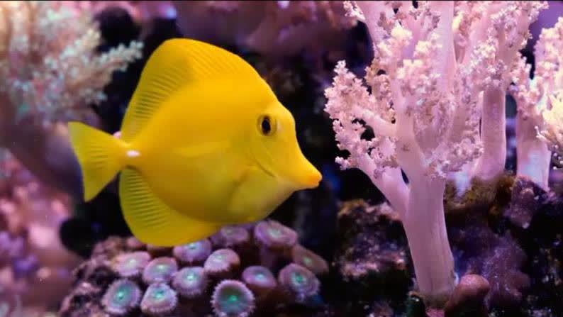 小鱼在水里游的视频