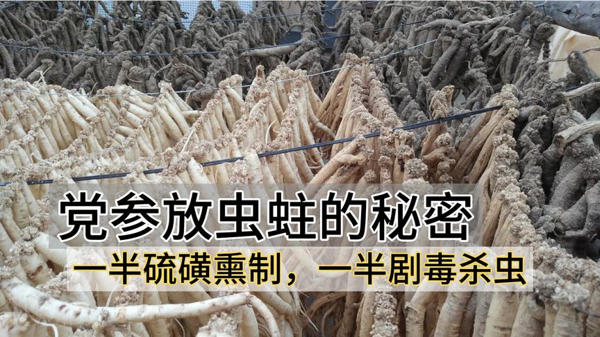 这就是药商防虫的两大法宝,硫磺熏制和磷化铝熏蒸,看完还敢吃吗