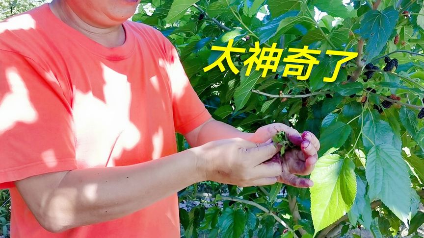 桑叶不仅可以养蚕,原来它还有这么多用处,太受用,我收藏了