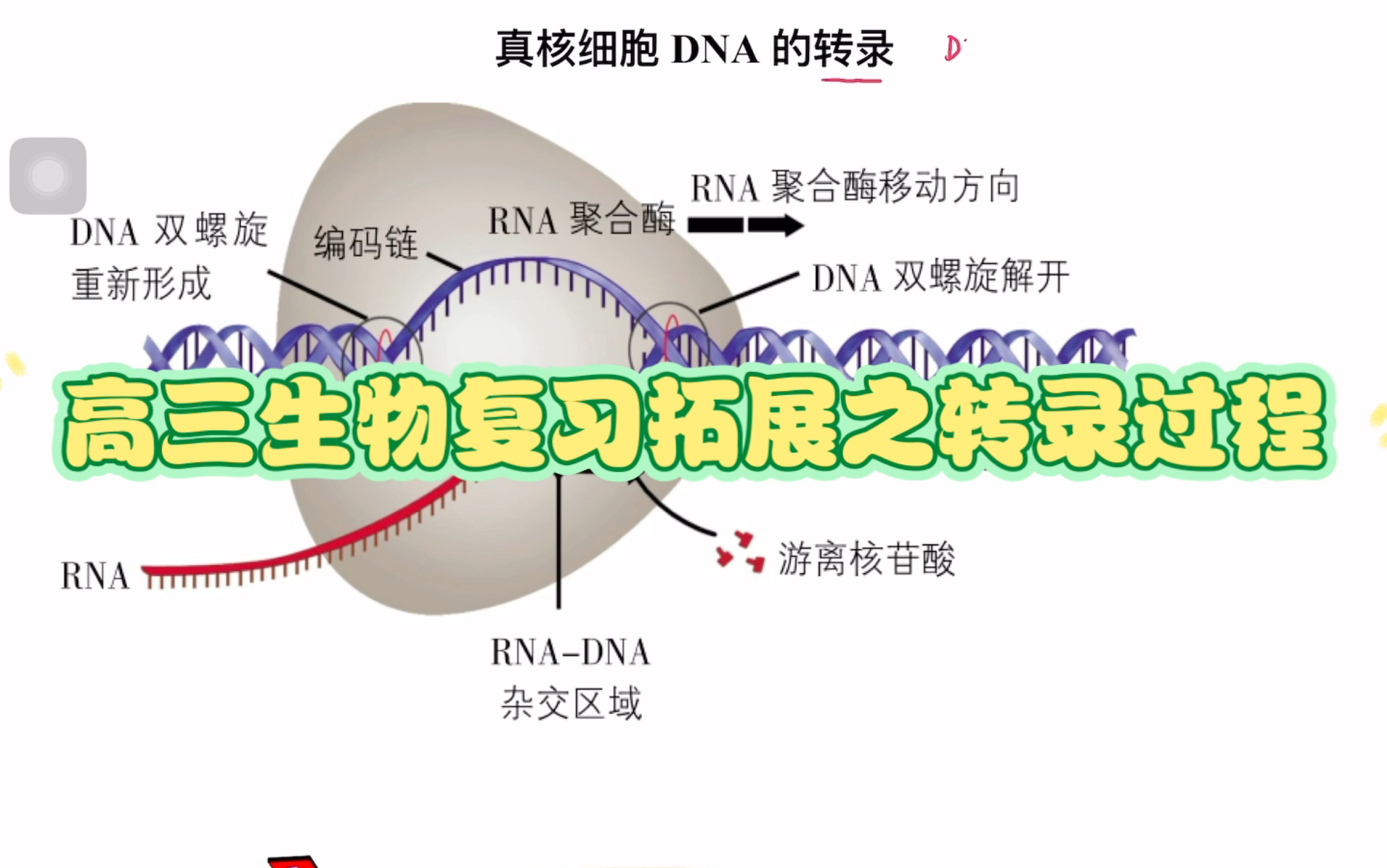 2023年高三生物复习之DNA转录的过程详解