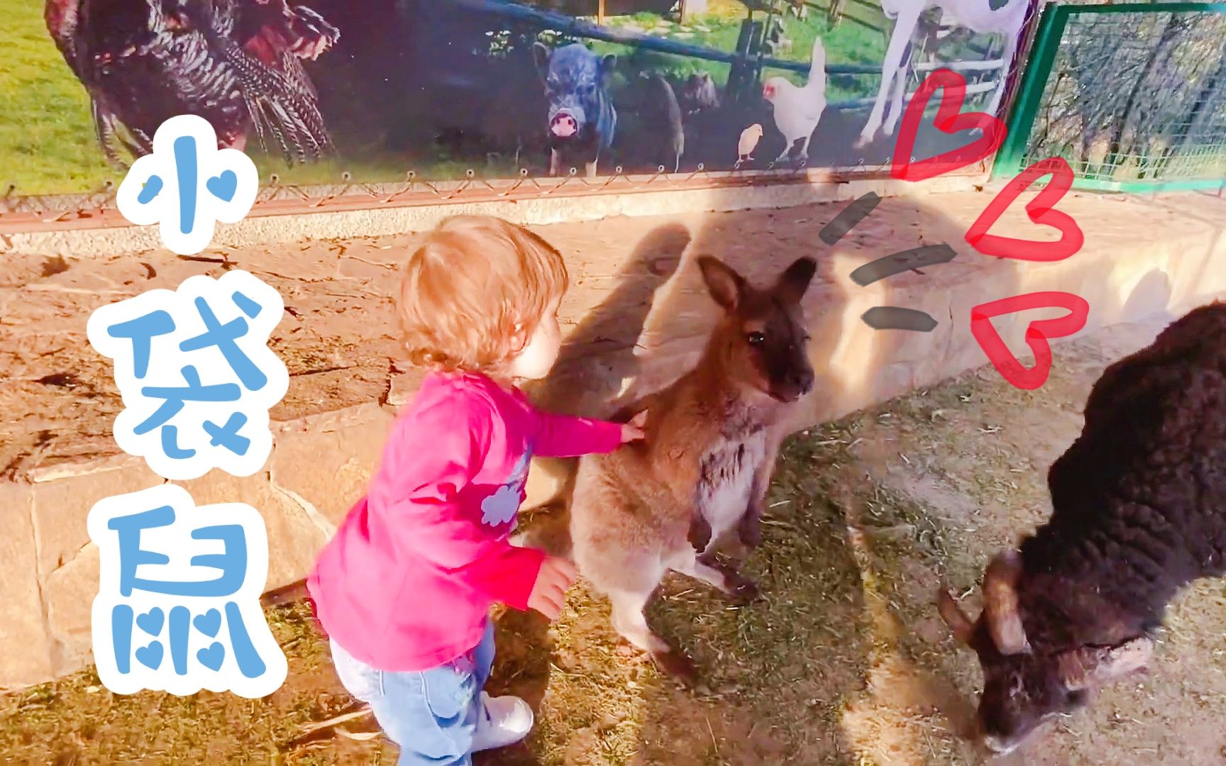 第一次摸到小袋鼠宝宝,这感觉太奇妙了