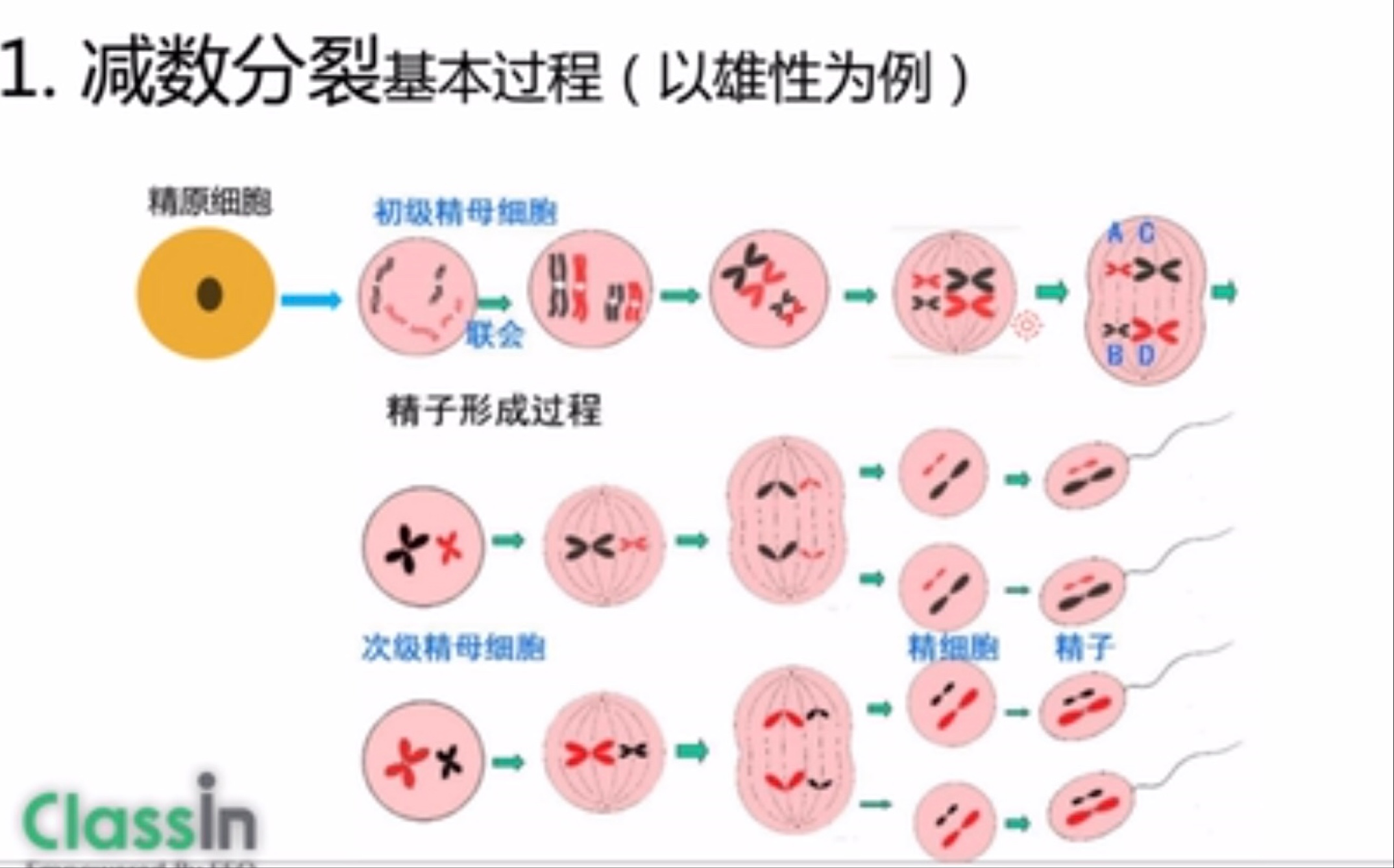 【减数分裂】凄美的爱情故事,让你秒懂减数分裂过程