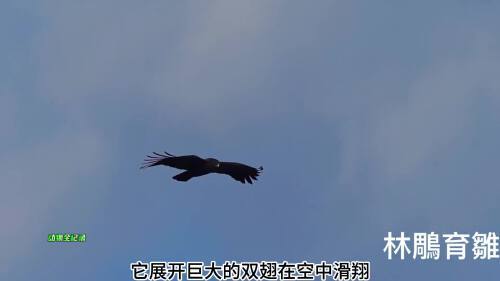 鸟类实拍:林雕 林雕 鸟类科普知识 动物鸟世界 野生鸟类 野生动物零距离