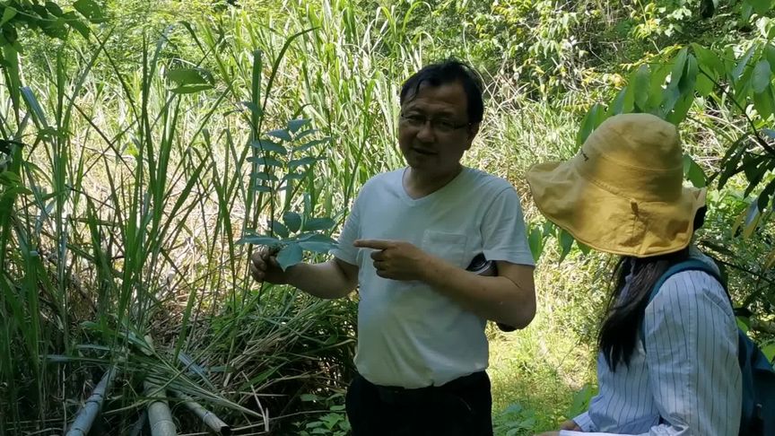 降血压中药——青钱柳