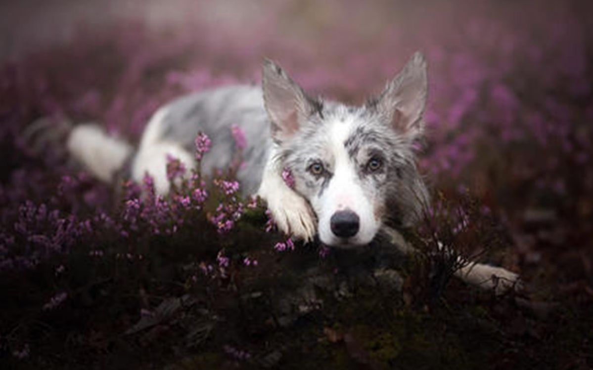 狗狗掉毛严重是什么原因