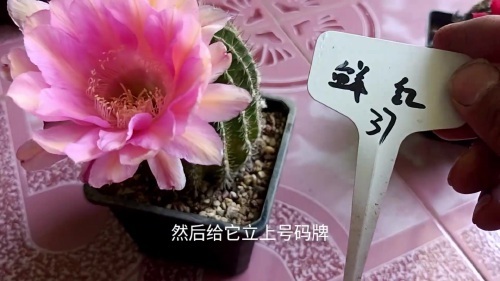 3301. 给仙人球制作标示牌,标上颜色和号码!这样不容易混淆!