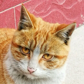 声敏电阻裂开惹 