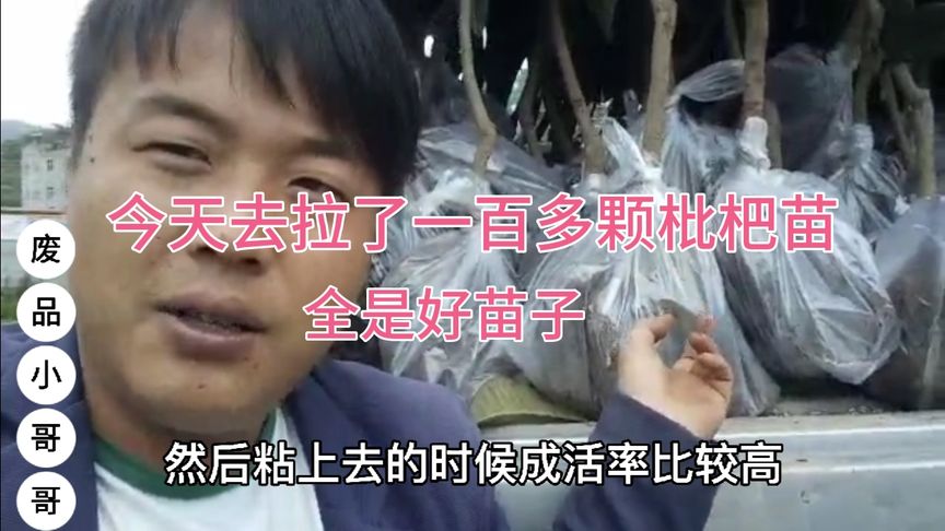 种植枇杷还是有非常多的小技巧