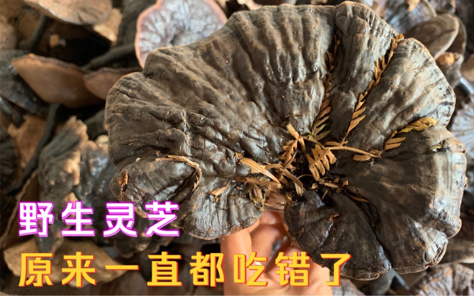 野生灵芝最简单的食用方法,诀窍告诉你,汤汁鲜甜好喝,无苦味