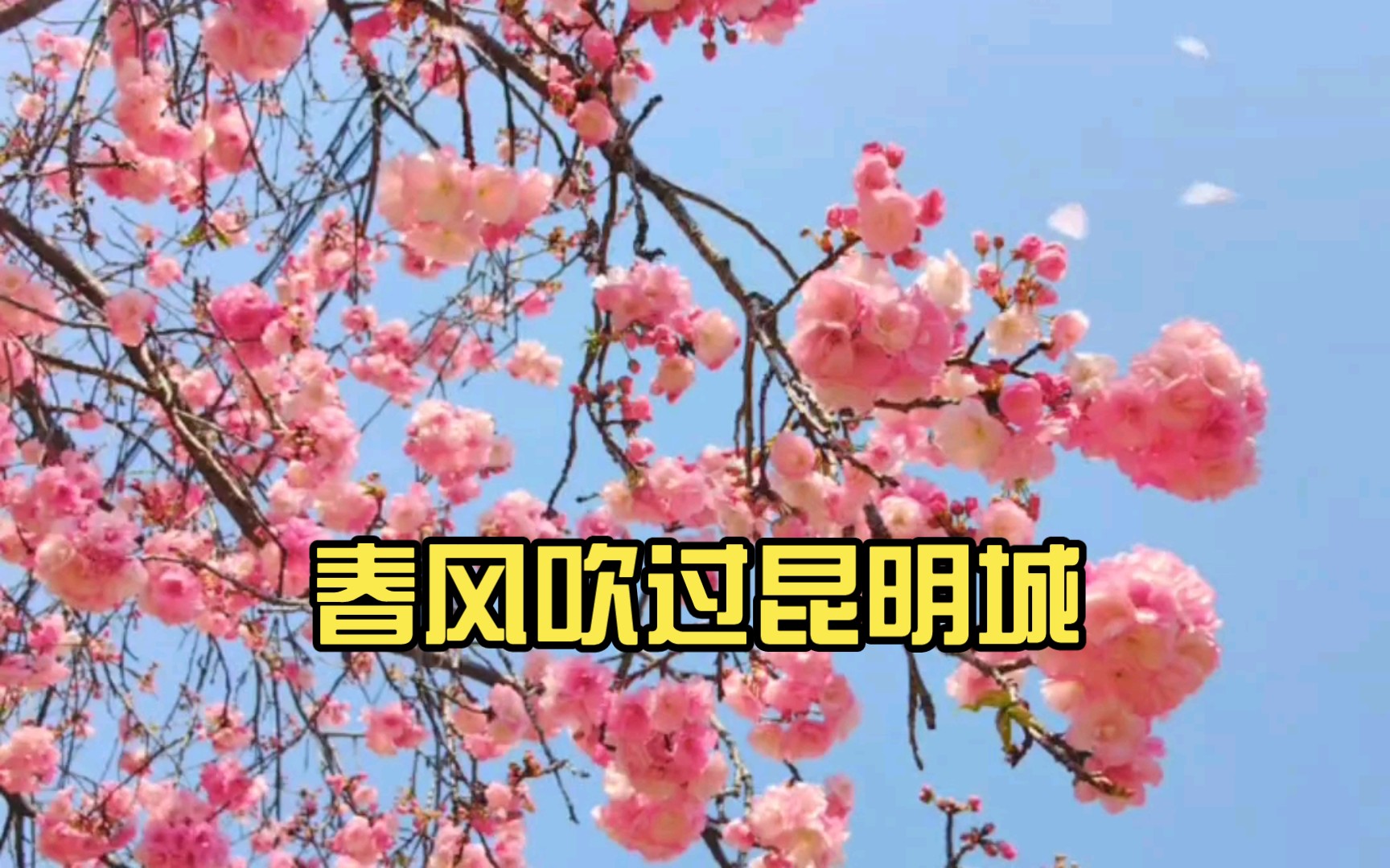 春风吹过昆明城,樱花如云似雪飘!