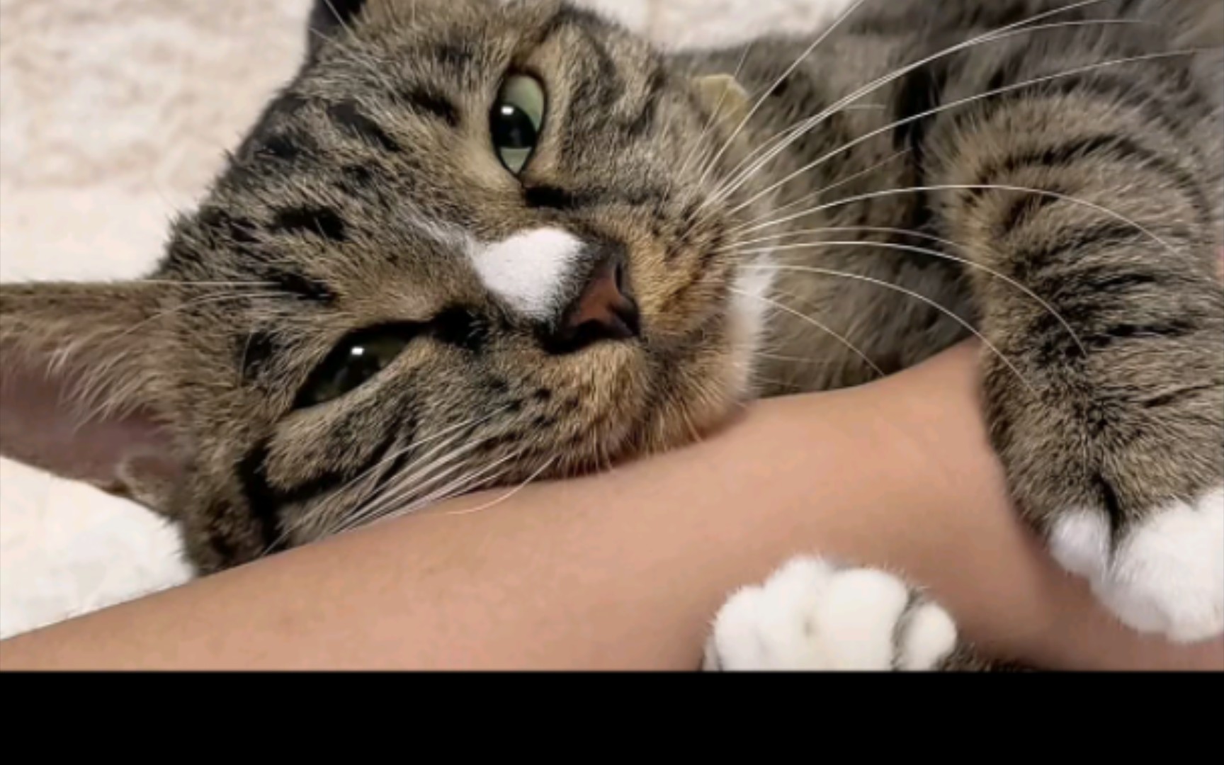 怎么会有这么爱撒娇的狸花猫啊!狸花猫真的好粘人好可爱