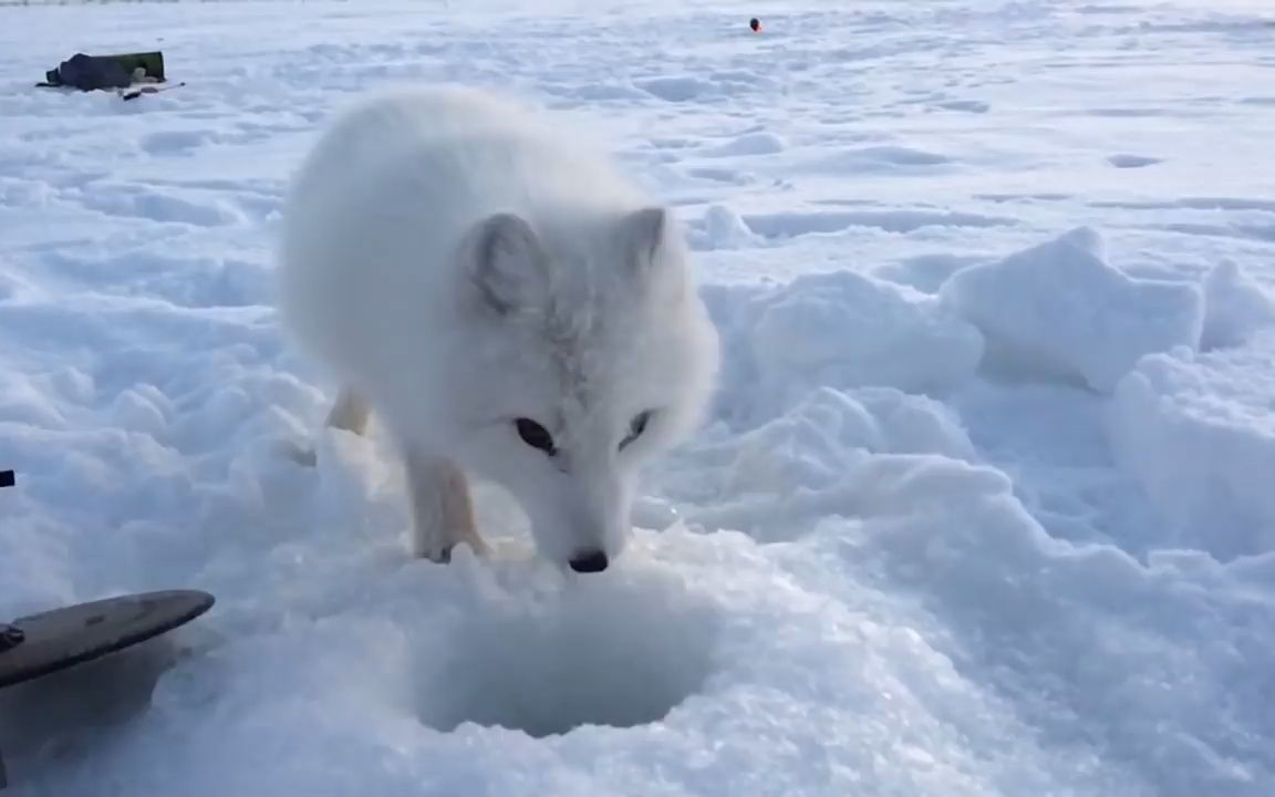 【狐狸】慢动作!