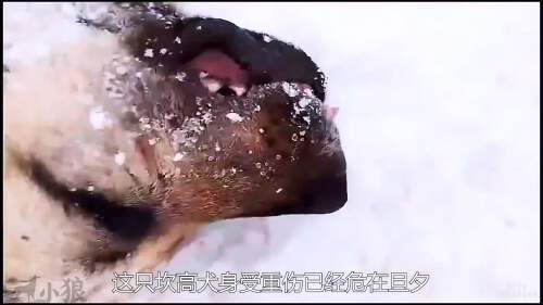 坎高犬追击野狼双方激战最终坎高犬身受重伤