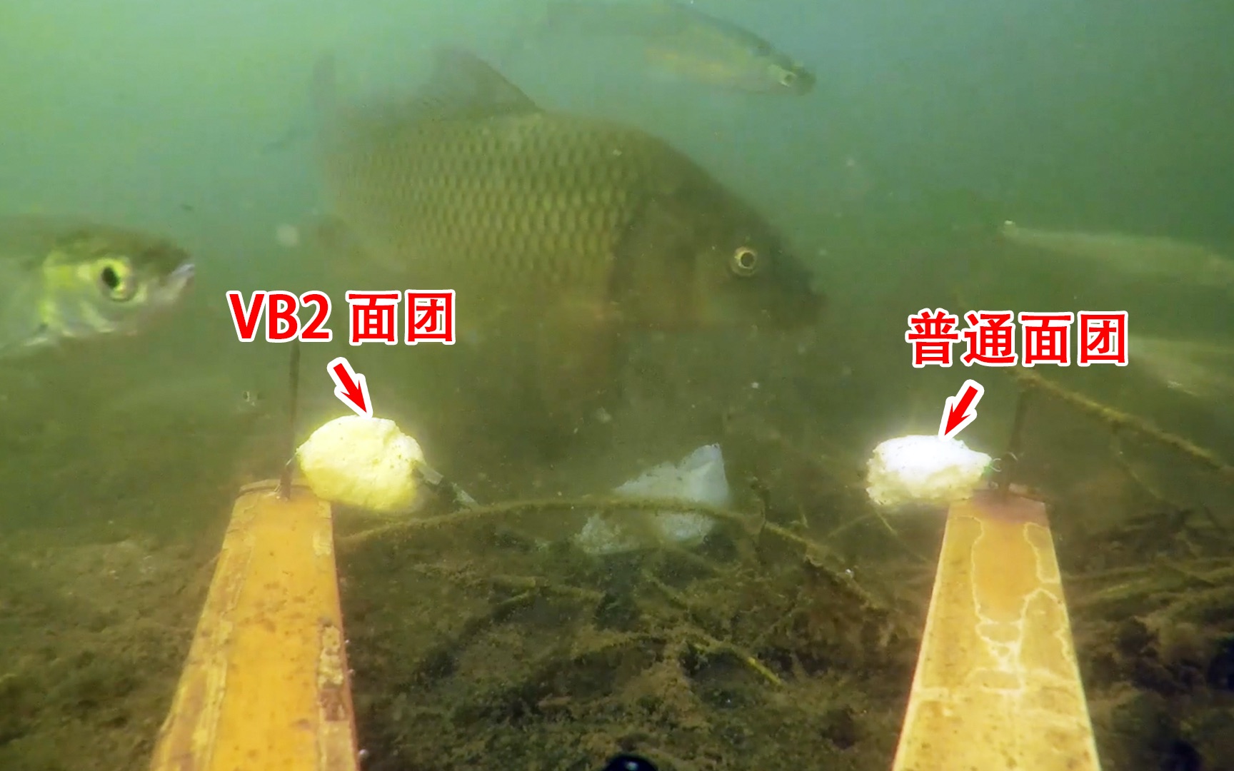 维生素B2究竟有没有诱鱼效果?水下高清视频为你揭晓答案