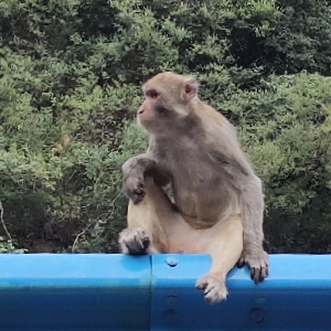 中流击水否 