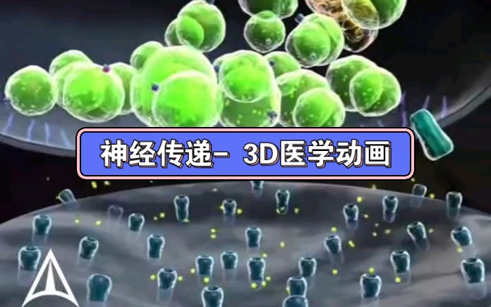 神经传递- 3D医学动画