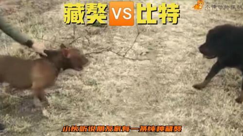 藏獒跟比特犬决斗,看的小伙心惊肉跳,满头大汗!