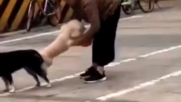 动物的繁殖行为~