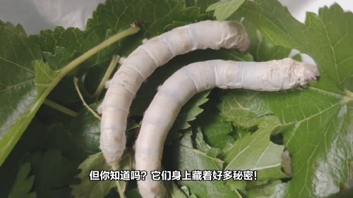 蚕宝宝的外貌特征