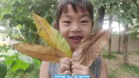 大一班主题活动:幼儿园里的树朋友