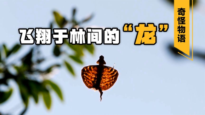 爬行动物中会飞的异类,传说中的翼龙后代?