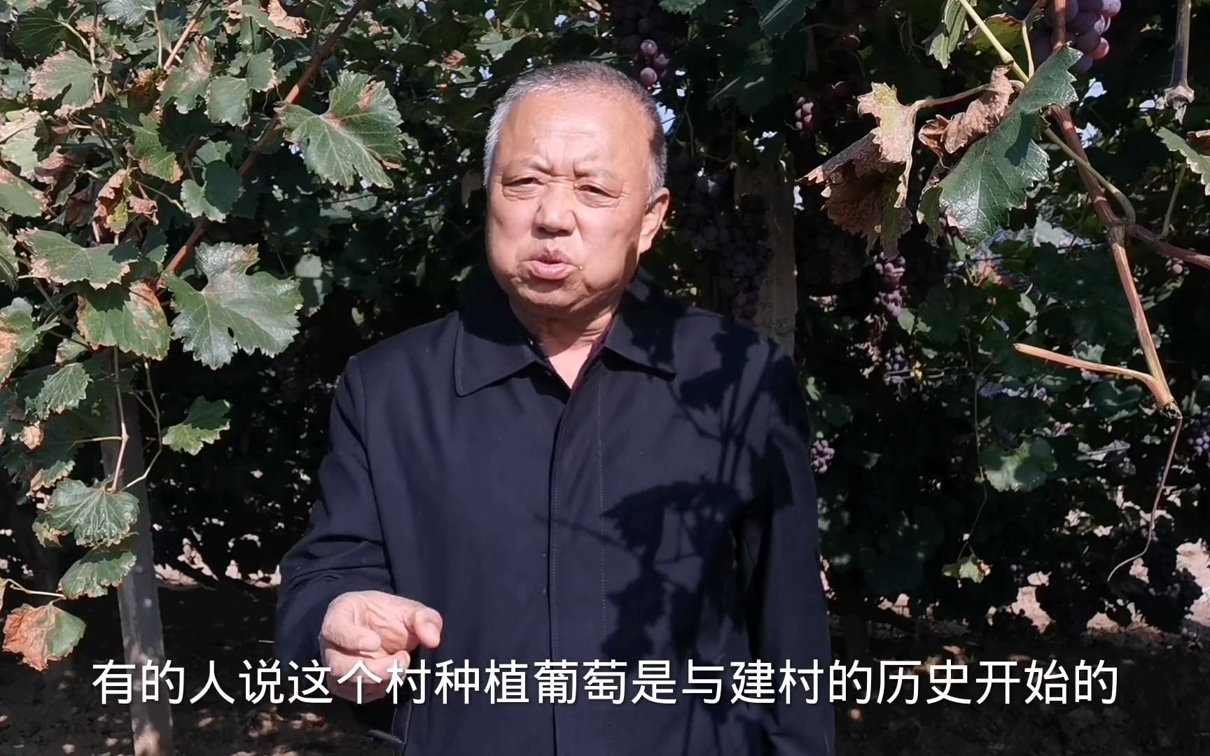 尉家小堡的龙眼葡萄熟了