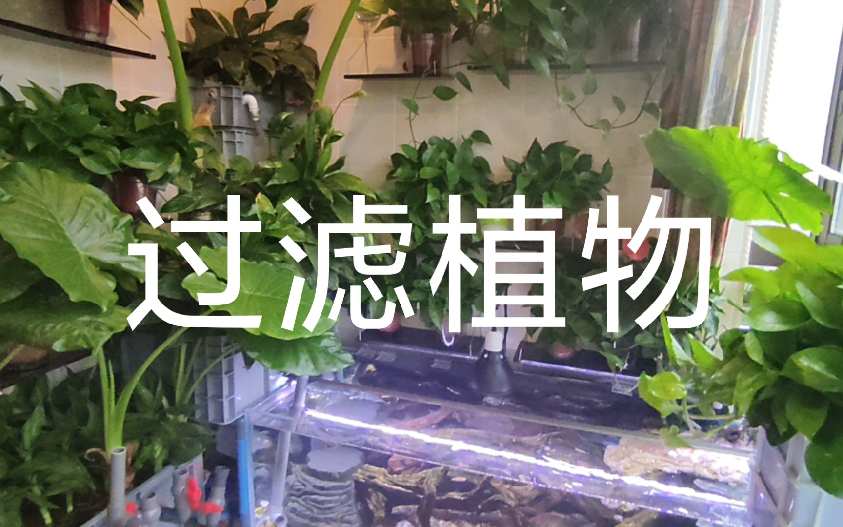 在长期晒不到太阳的情况下,最适合给龟缸过滤的三种植物。