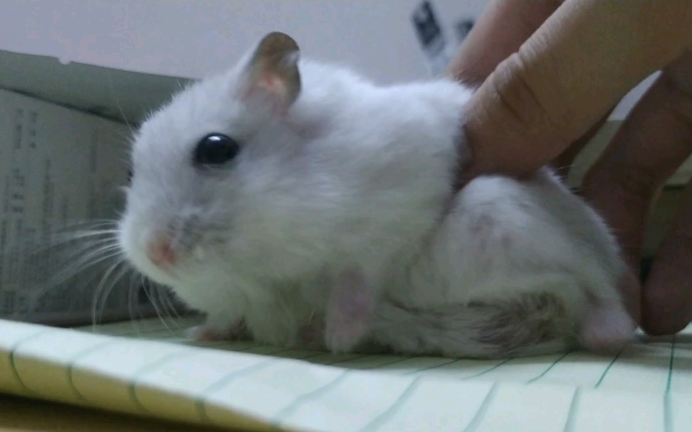 【仓鼠】玩弄一只白色糯米糍