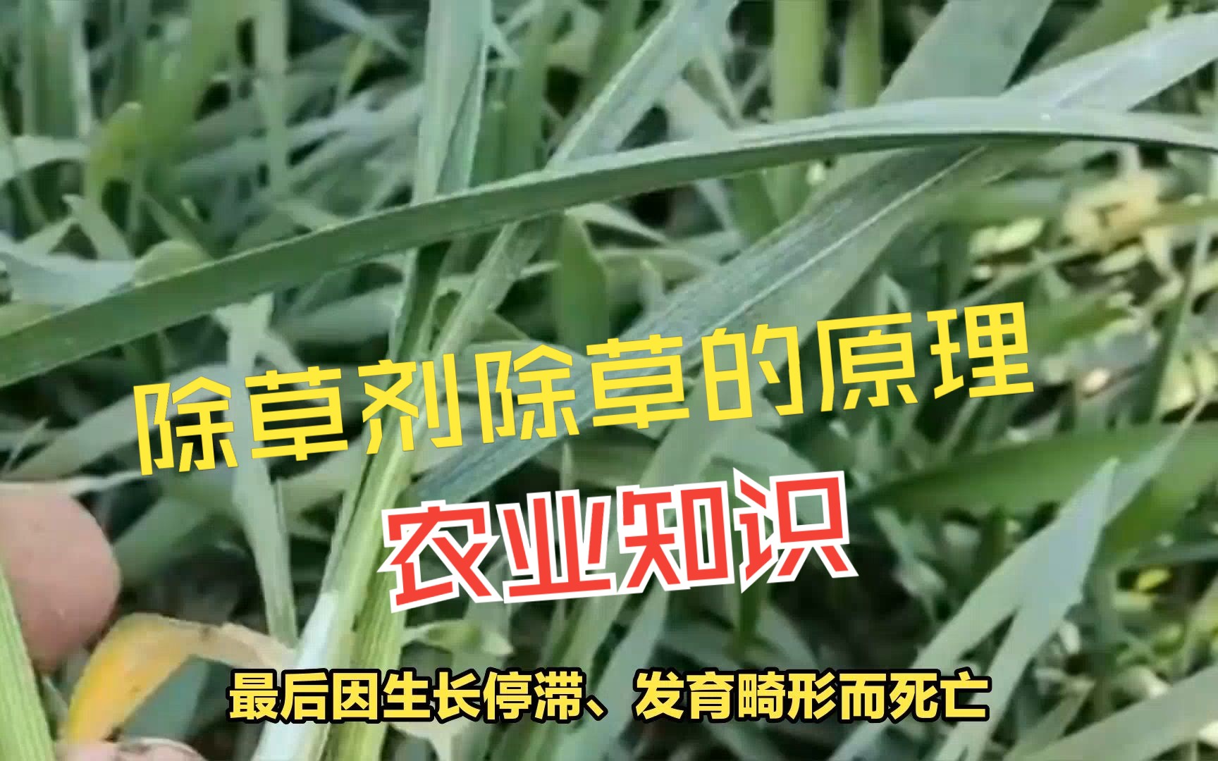 除草剂除草的原理