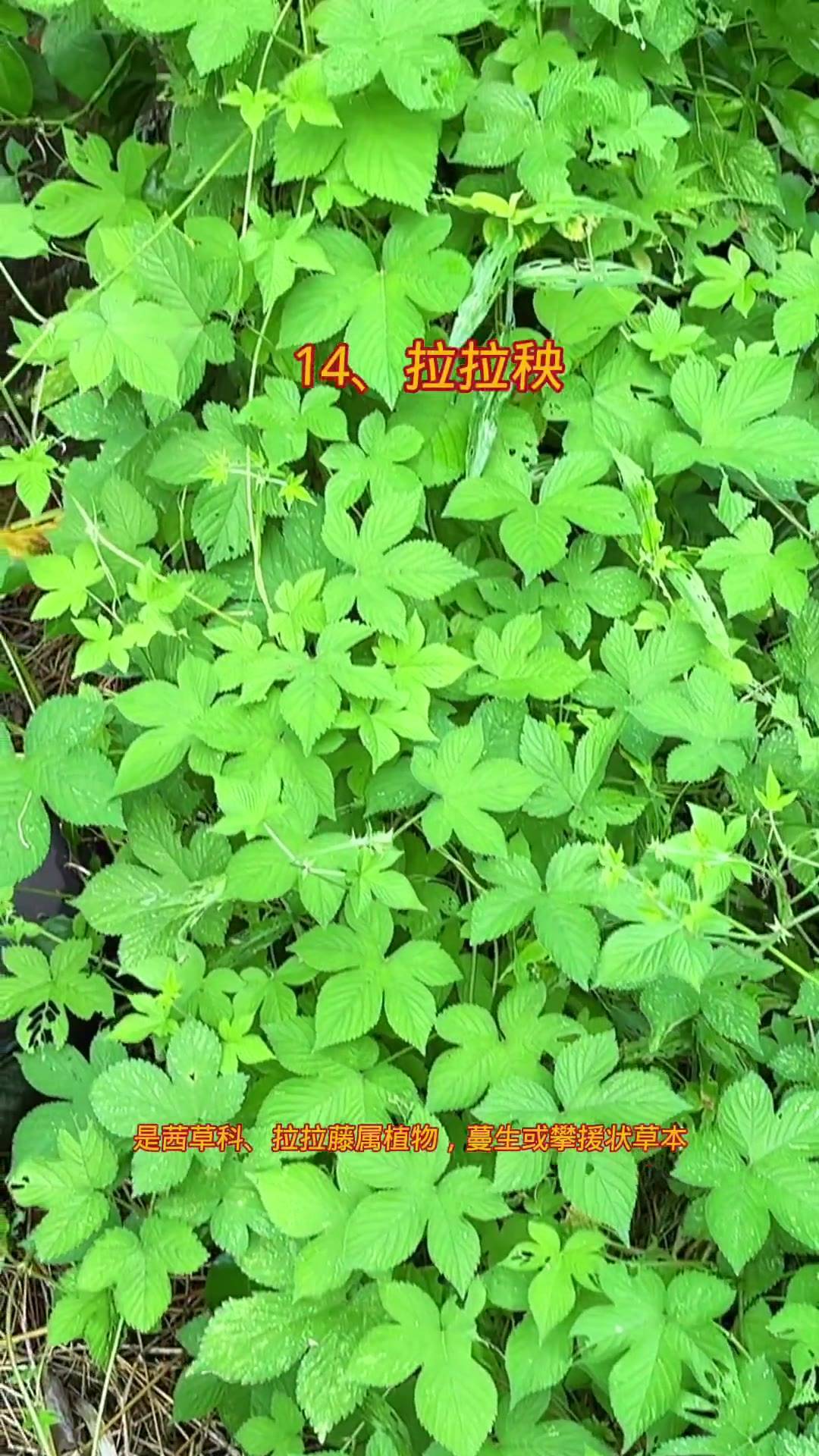 15种农村常见中草药,你认识几种?