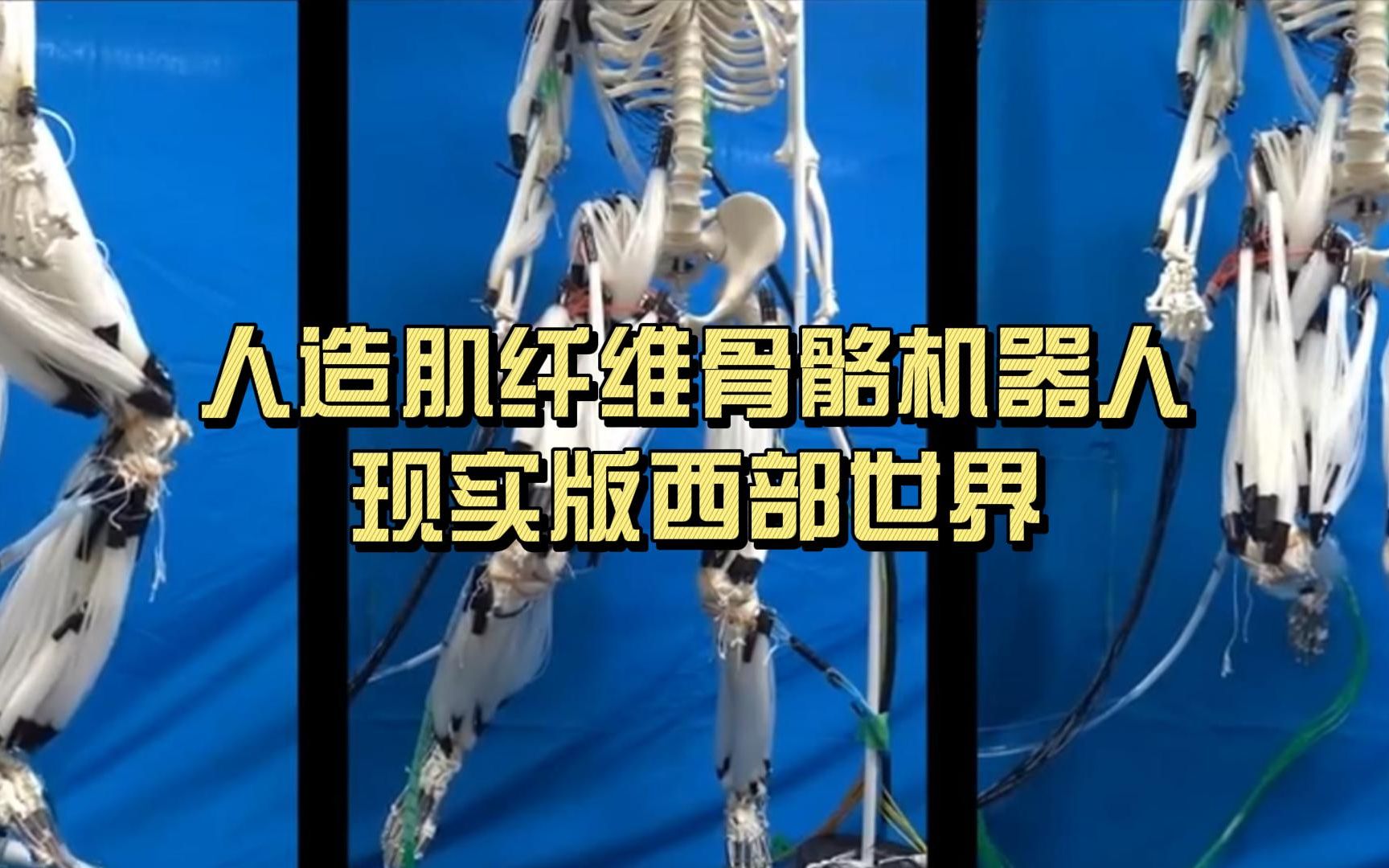 人造肌纤维骨骼机器人,现实版西部世界!