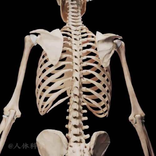 数数全身共有多少块骨头? 人体解剖学 运动解剖 骨科 人体奥秘 人体结构