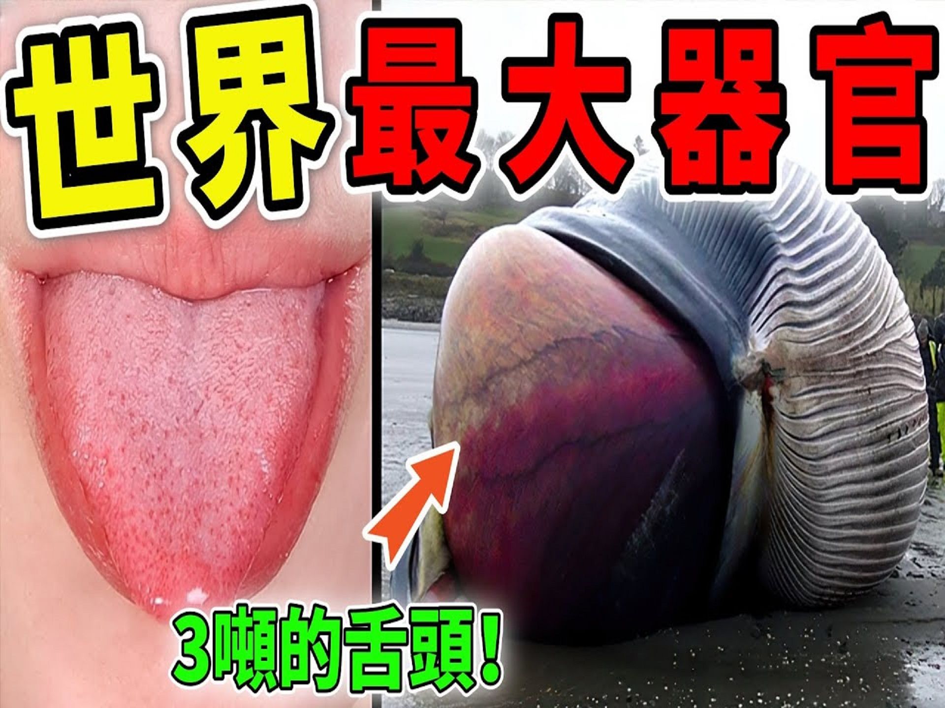 全世界上最大的10个动物器官,重达3吨的巨型舌头,第1名丁丁的长度...