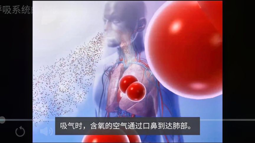 呼吸系统的作用